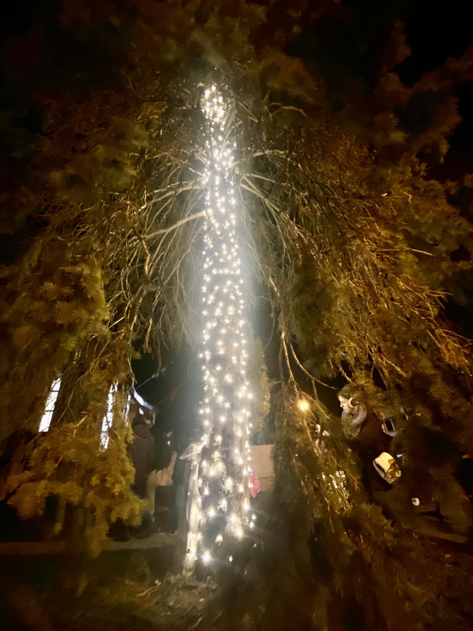 The history of a well-known spruce...Fred's Tree - Couchiching Conservancy