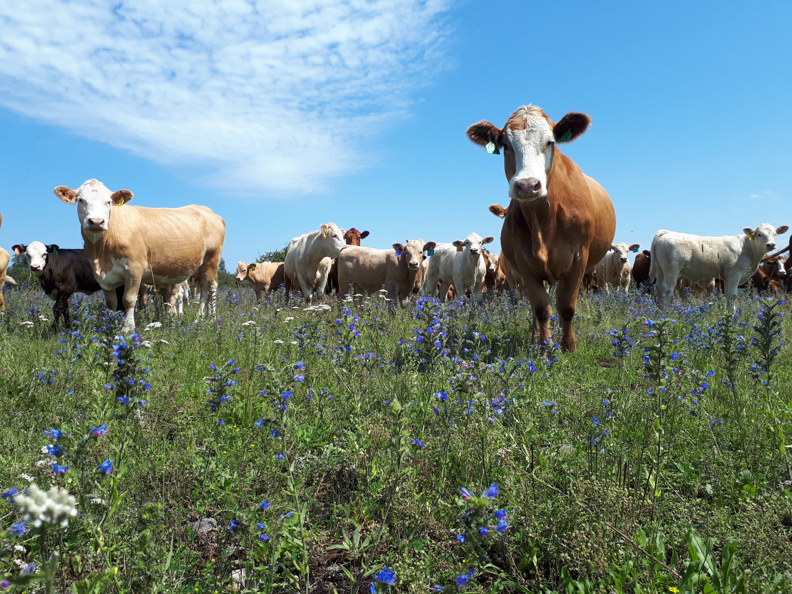 Cameron Ranch Nature Reserve - Couchiching Conservancy