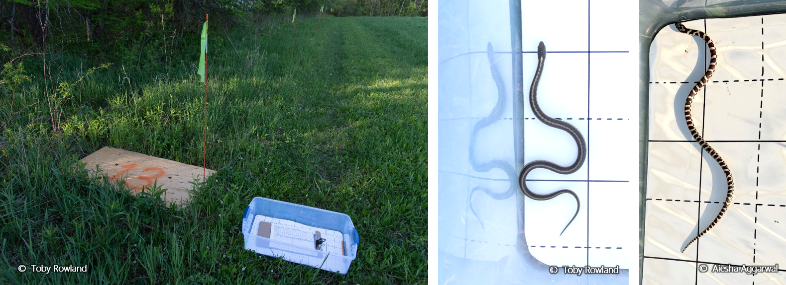 2025 Snake Board Survey Schedules - Couchiching Conservancy