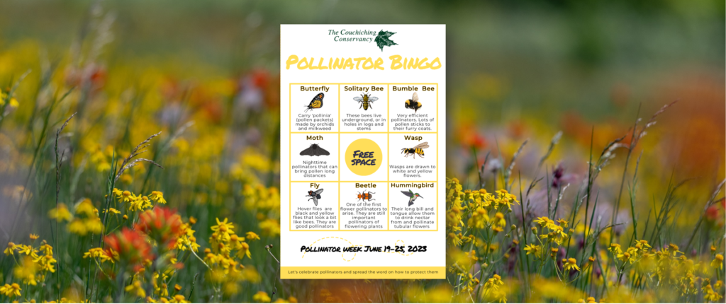 Celebrate Pollinator Week with Pollinator Bingo - Couchiching Conservancy
