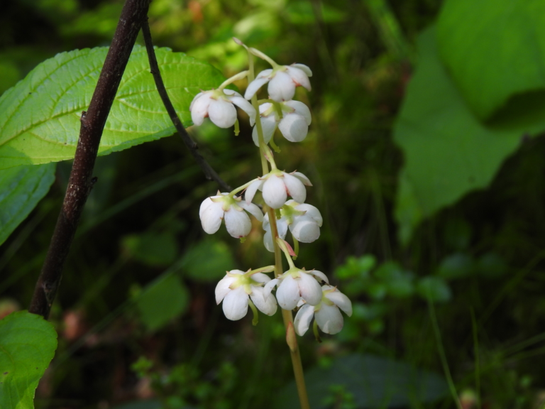 Exploring the Wonders of Wintergreens - Couchiching Conservancy