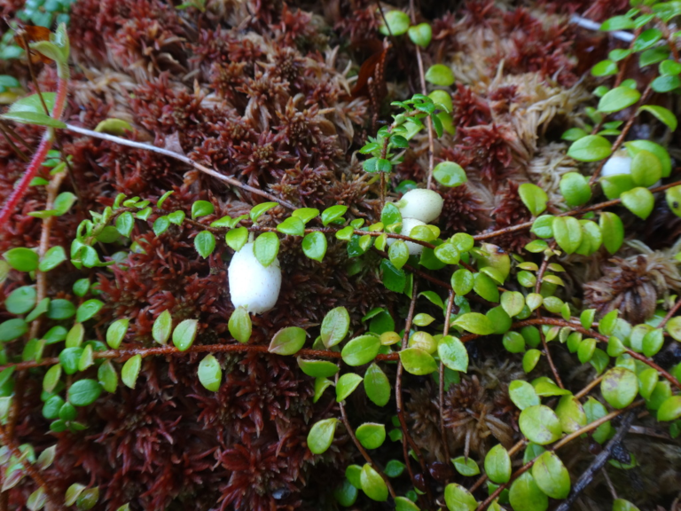 Exploring the Wonders of Wintergreens - Couchiching Conservancy