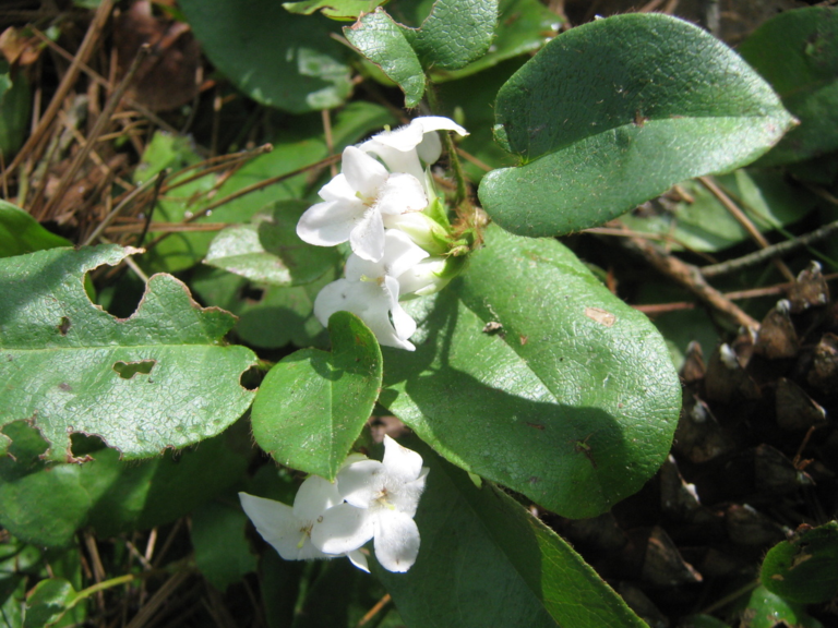 Exploring the Wonders of Wintergreens - Couchiching Conservancy